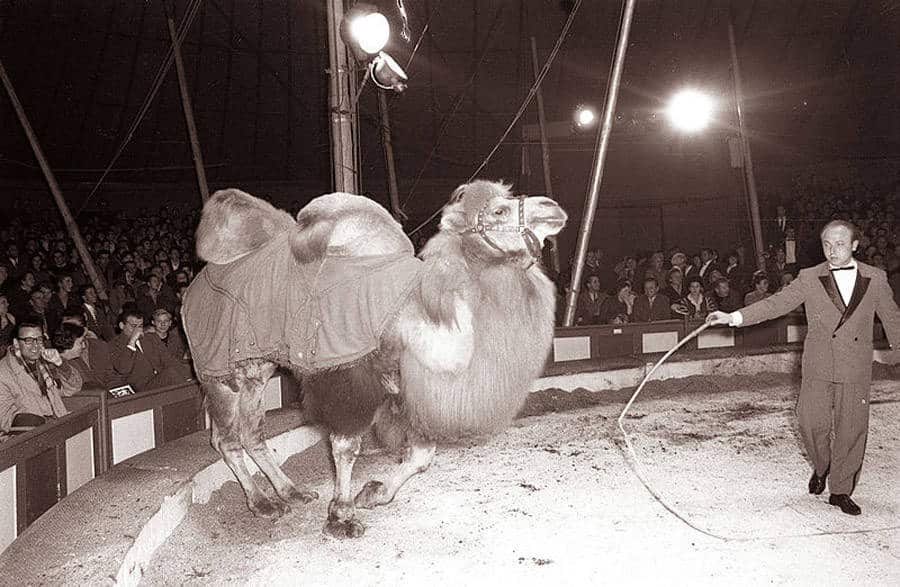 40 Photos of What the Circus Looked Like Once Upon a Time – Page 23