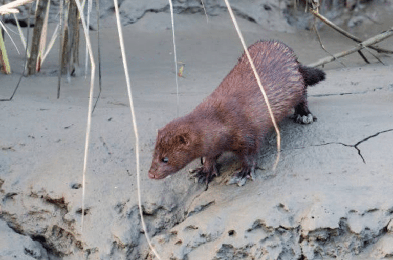 Unveiling the Fate of Chernobyl’s Animal Inhabitants